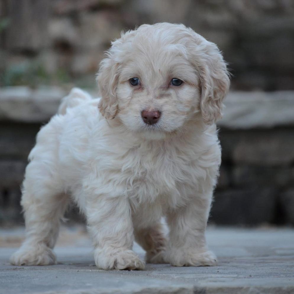 Cute Cockapoo Puppies | Family-Raised with Health Guarantee