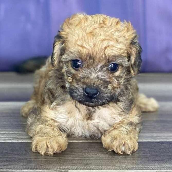 Yorkie Poo Puppies - Adorable Yorkipoo Mix for Sale | Crockett Doodles