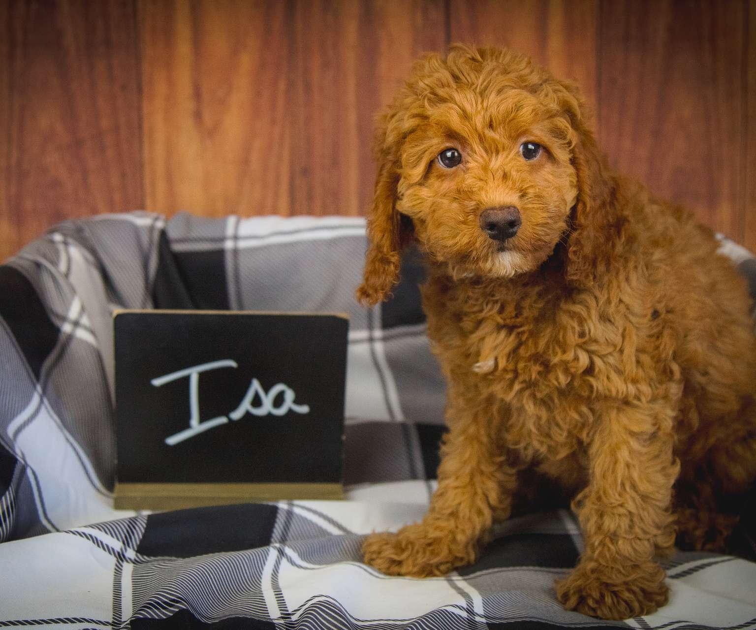 Best Tulsa Cockapoos Available — Crockett Doodles