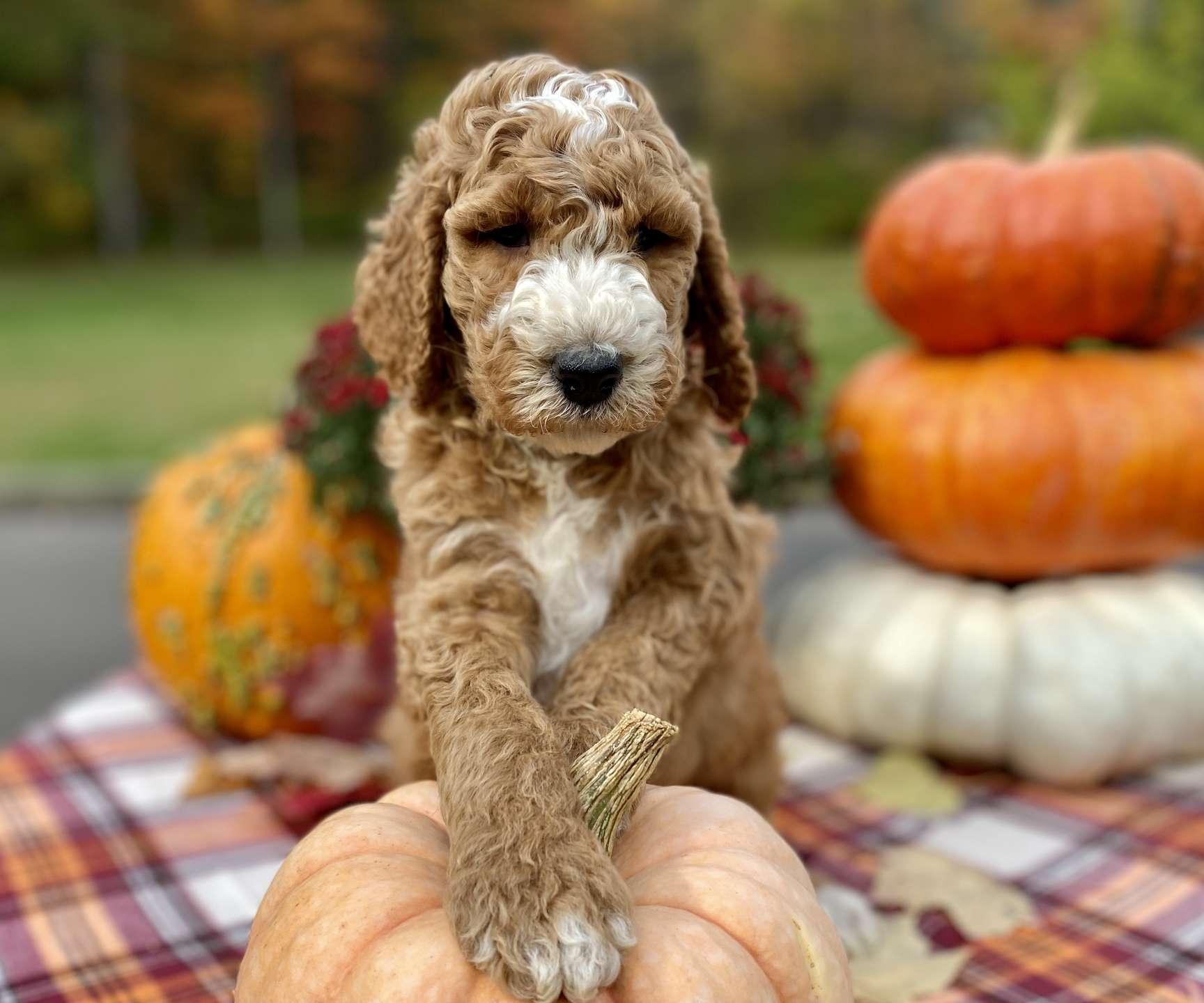 Best Michigan Irishdoodles Available — Crockett Doodles