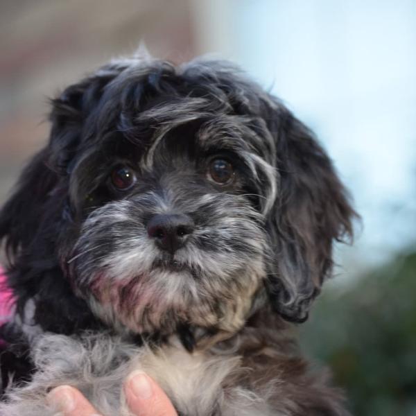 Cockapoo Puppies for Sale - Family-Raised with Health Guarantee