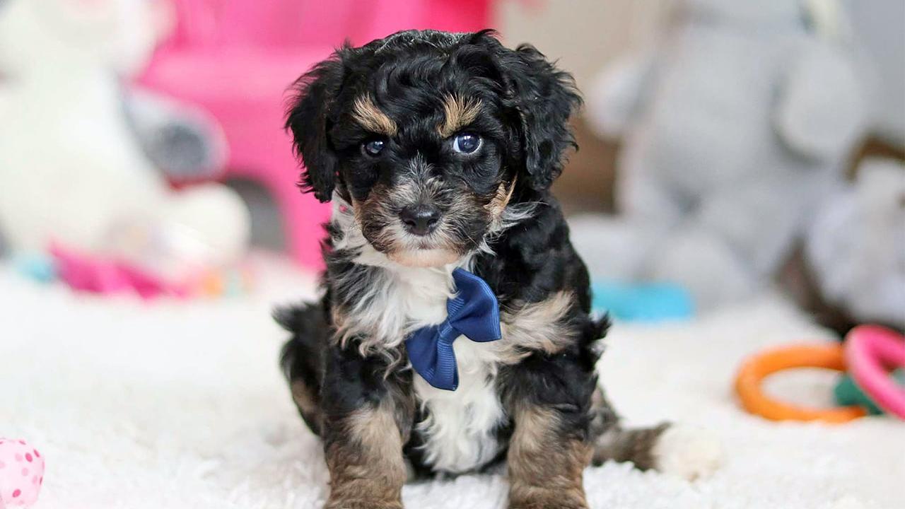 Micro Mini Bernedoodle: The Ultimate Loving Companion — Crockett Doodles