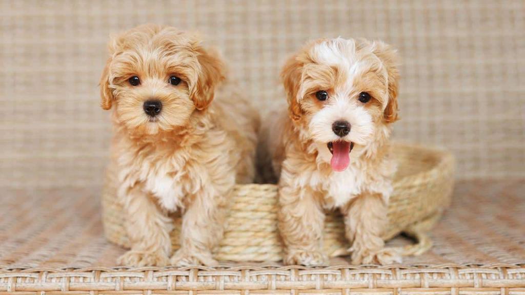 Maltipoo Size & Growth Guide - Teacup, Toy & Mini Maltipoo