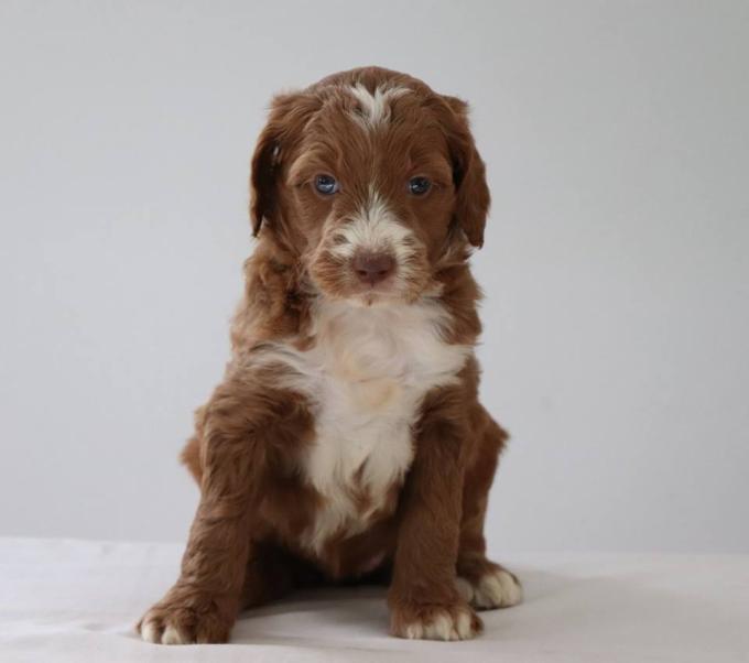 Gorgeous Labradoodle Puppies | Healthy & Happy Labradoodles