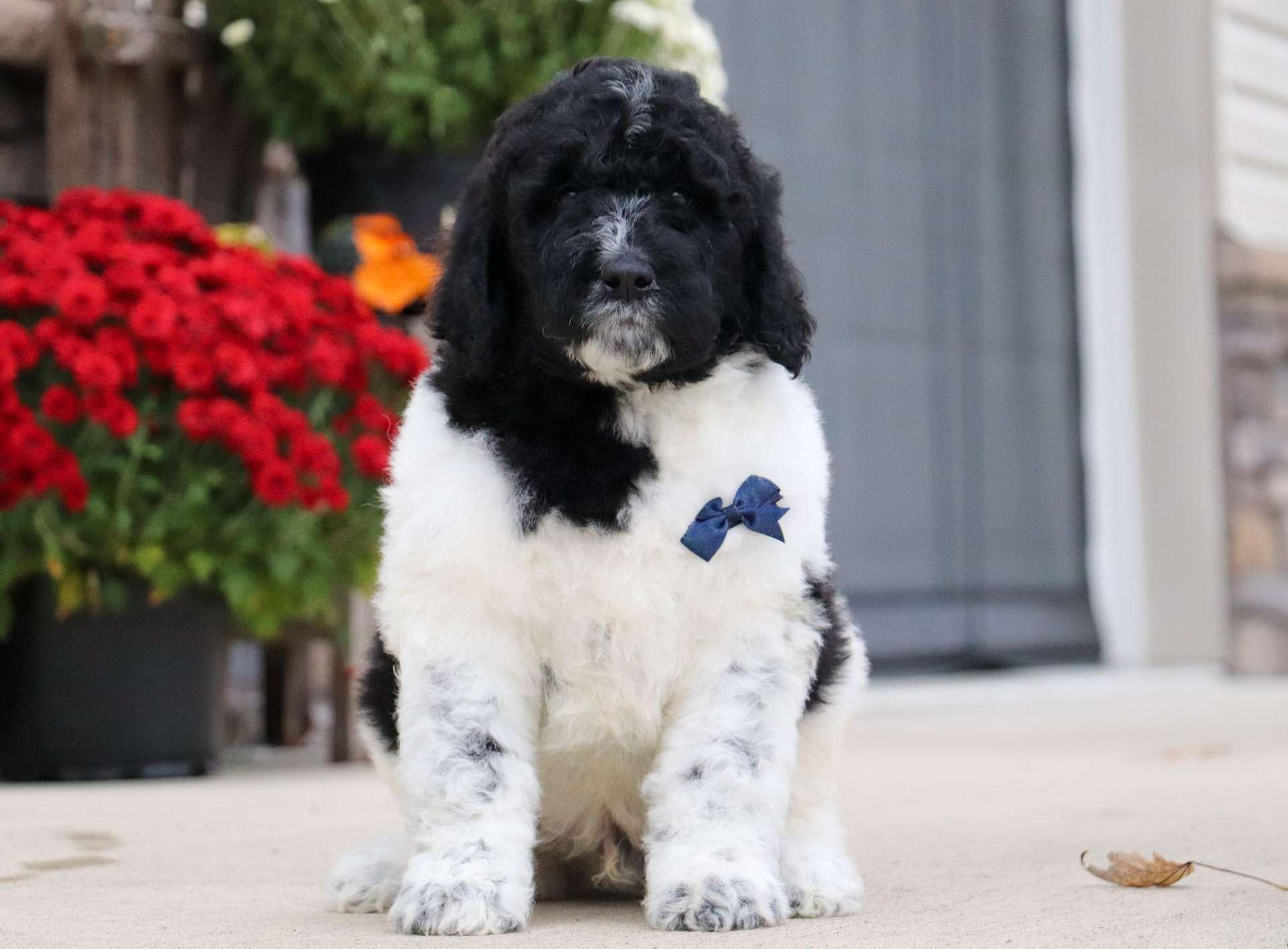 Best Michigan Newfiedoodles Available — Crockett Doodles