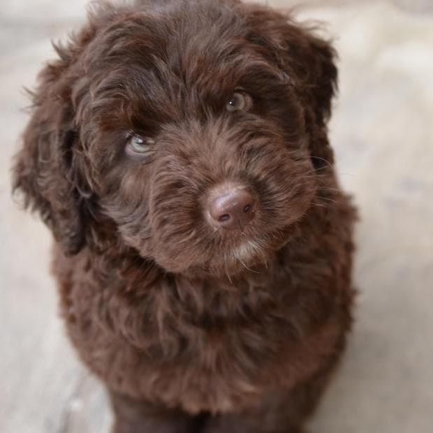 Gorgeous Labradoodle Puppies | Healthy & Happy Labradoodles