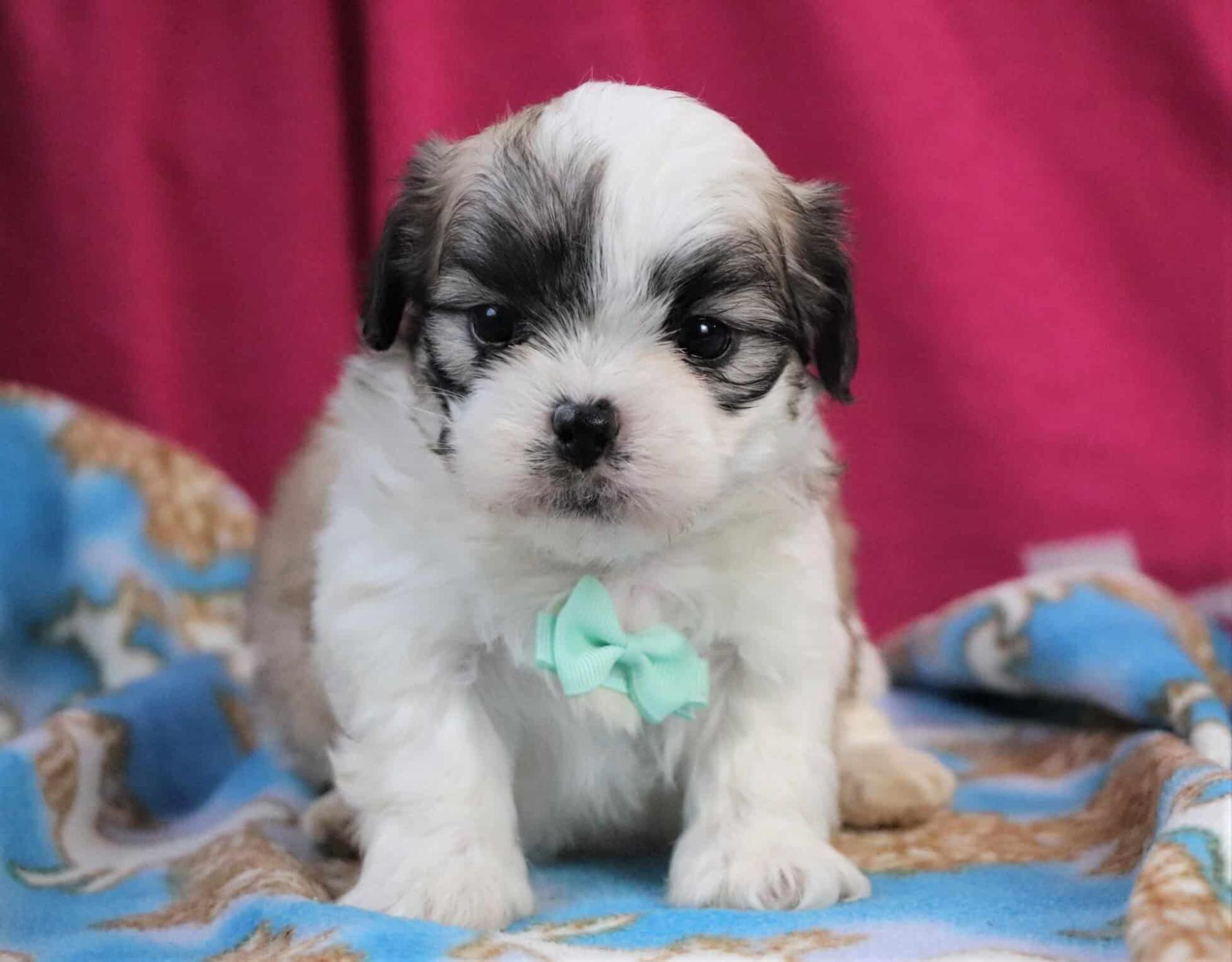 Teddy Bear Puppies (Shihpoo and Shichon) - Sweet & Cuddly — Crockett ...