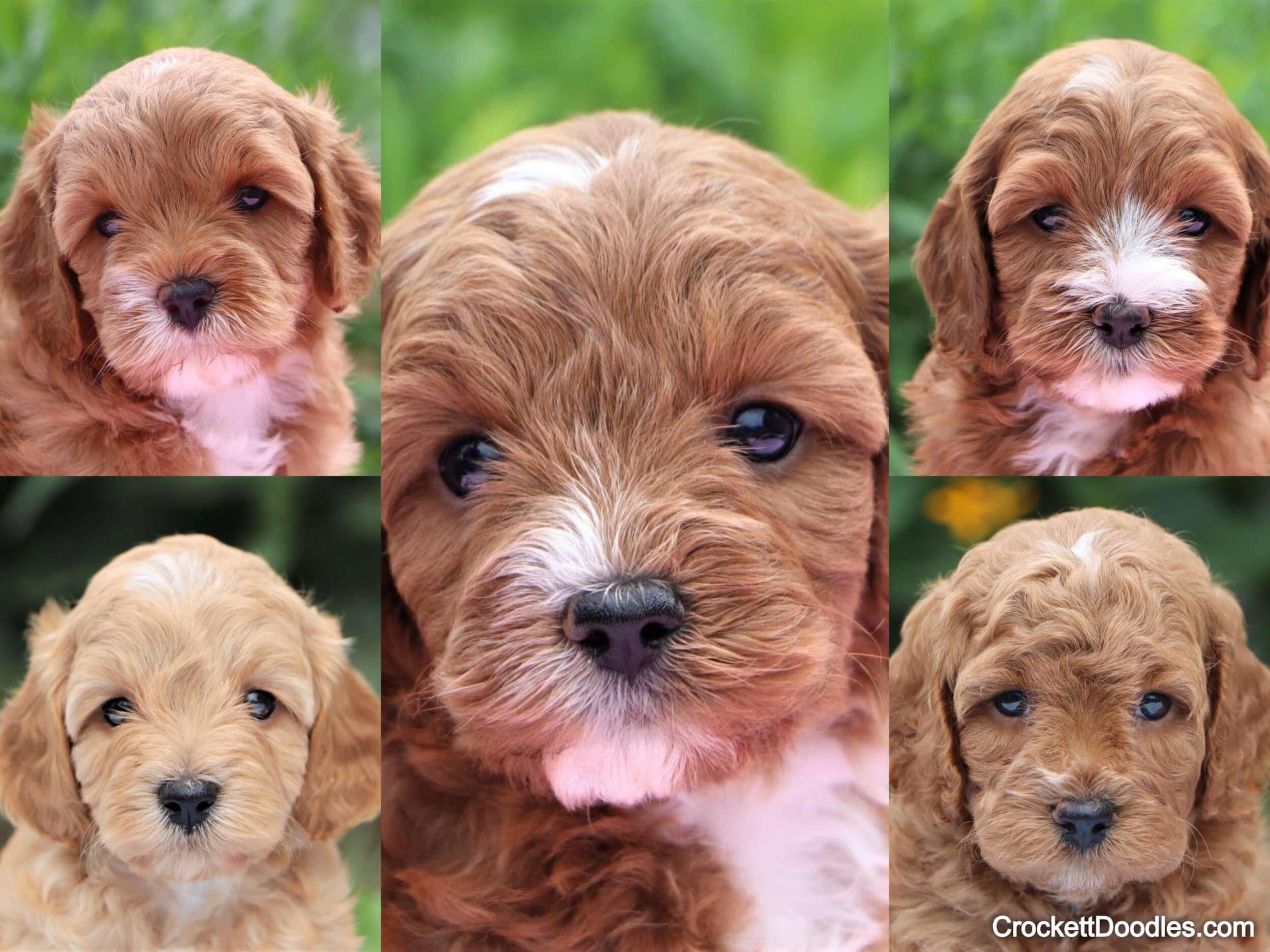 Adorable Cavapoo Puppies | Healthy & Happy Cavapoos