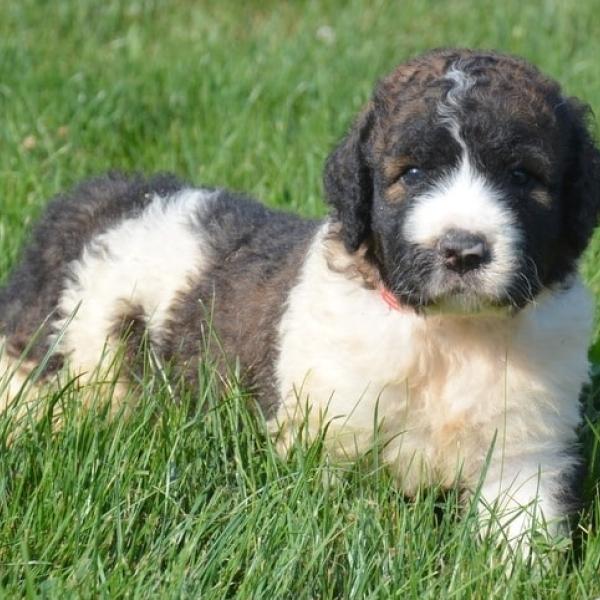 Saint Berdoodle Puppies - Poodle & Saint Bernard Mix for Sale