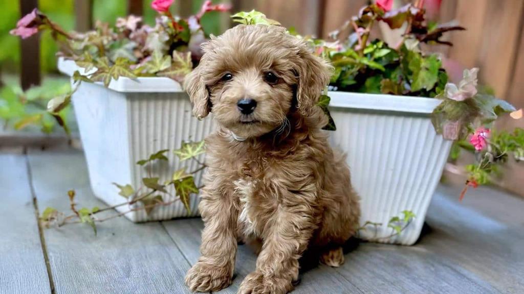 Micro Mini Goldendoodle: Tiny Size, Big Personality