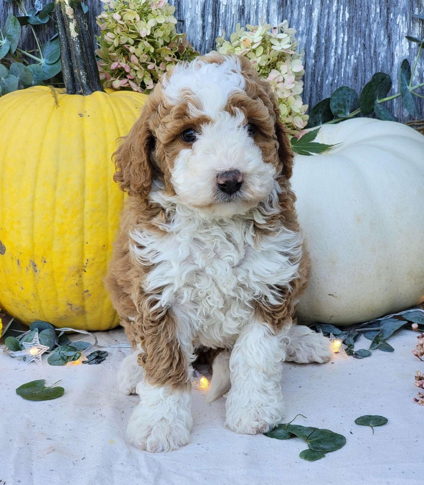 Best St. Louis Bernedoodles Available — Crockett Doodles