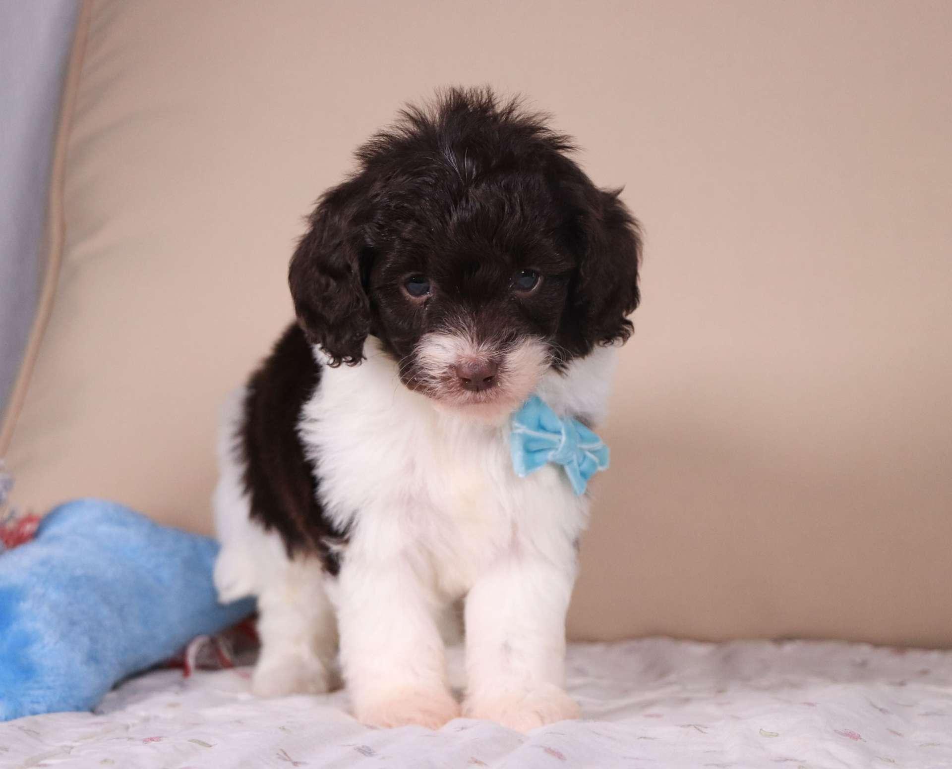 Best Oregon Labradoodles Available — Crockett Doodles