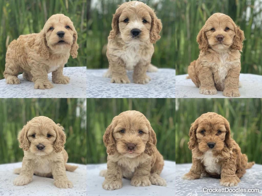 Cute Cockapoo Puppies | Family-Raised with Health Guarantee