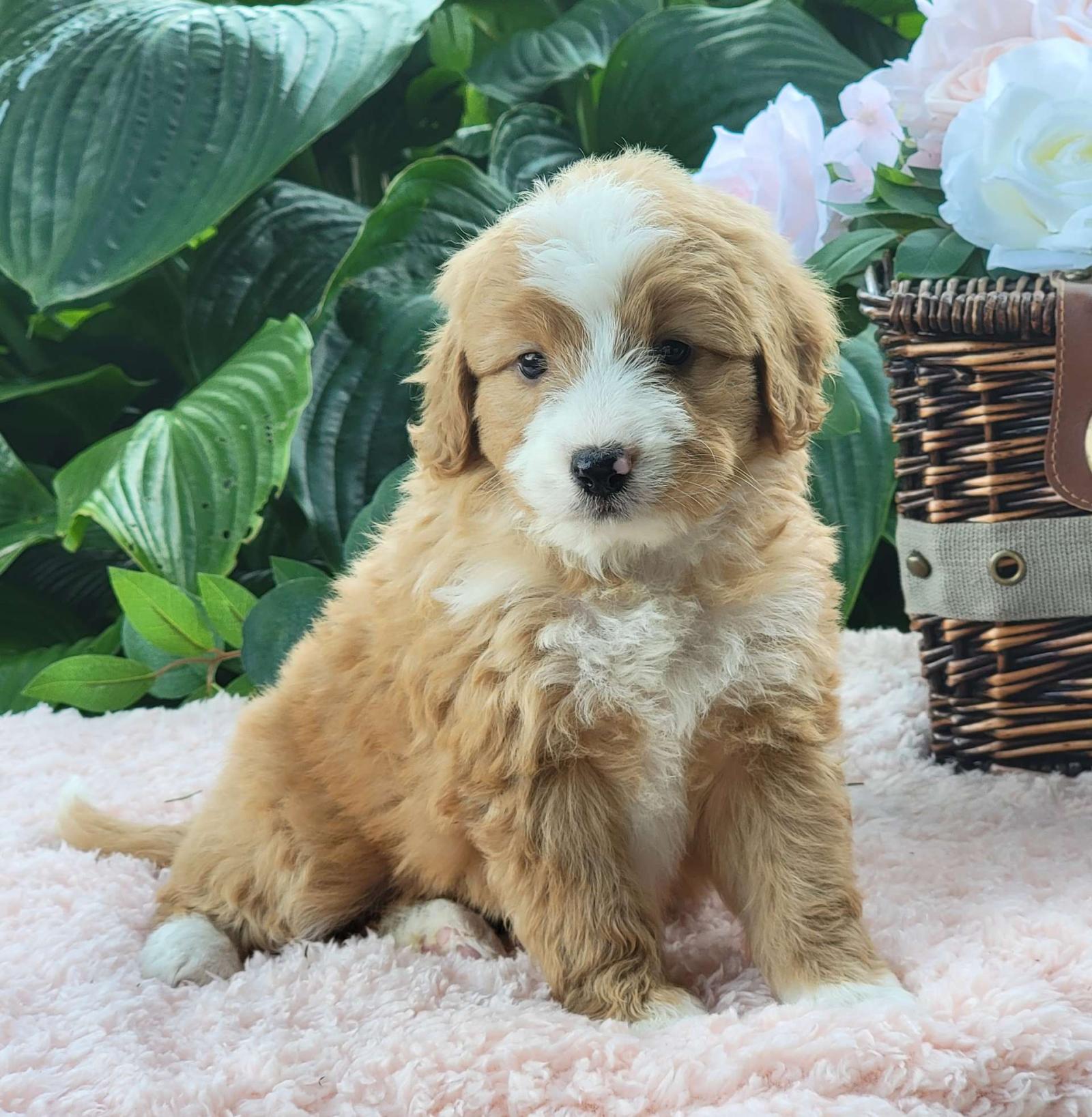 Best Saint Paul Bernedoodles Available — Crockett Doodles