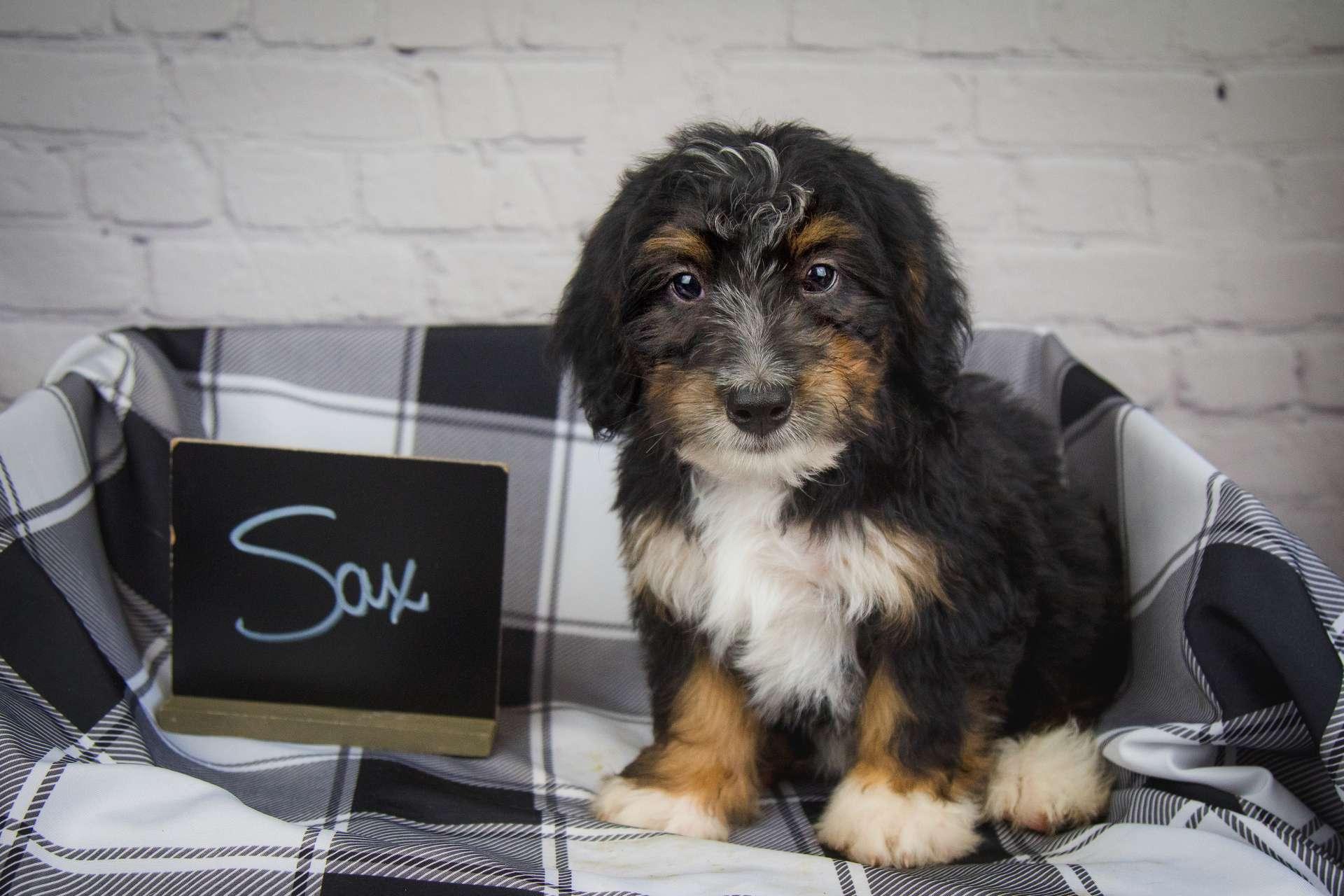 Best Buffalo Doodles Available — Crockett Doodles