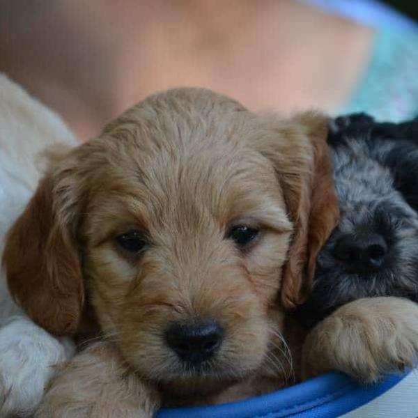 Gorgeous Labradoodle Puppies | Healthy & Happy Labradoodles