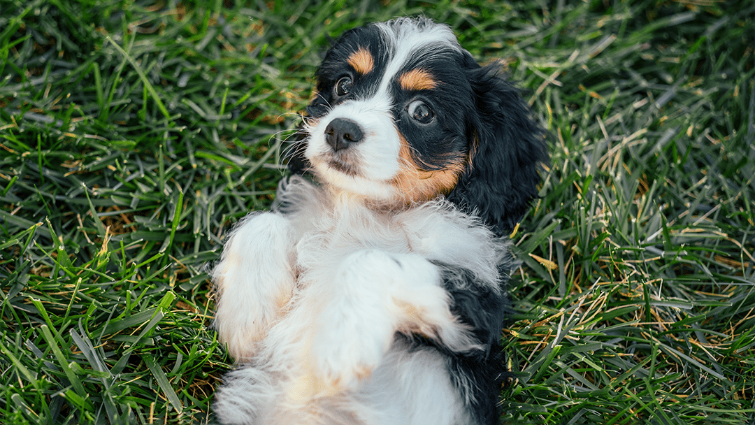 Best Seattle Cavachons Available — Crockett Doodles