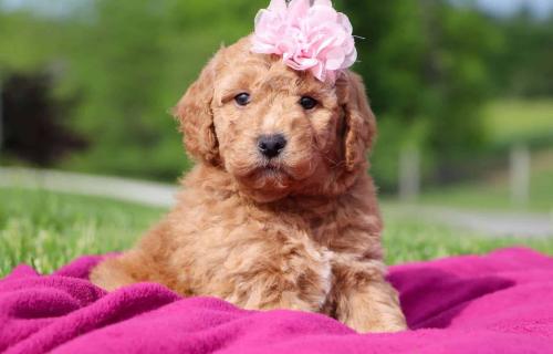 How to Choose the Best Doodle Breed For Your Family — Crockett Doodles