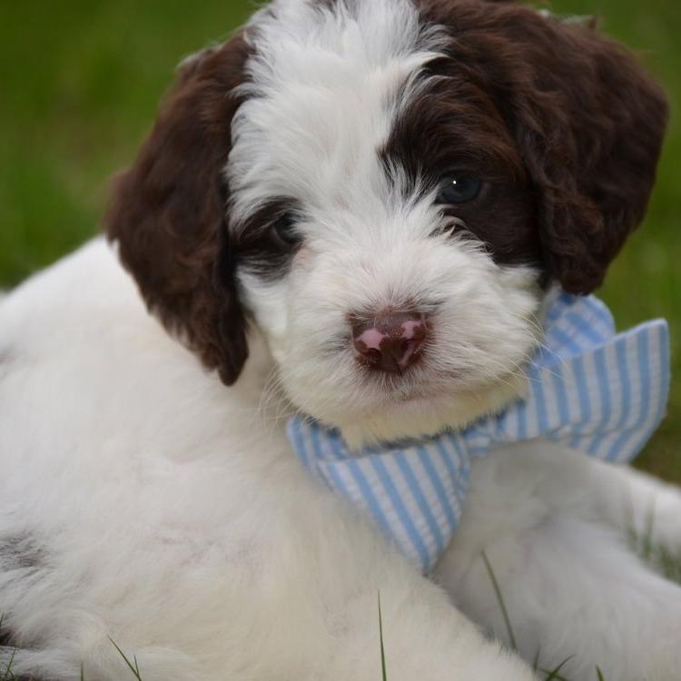 Springerdoodle Puppies and Mini Springerdoodle Puppies Puppies ...