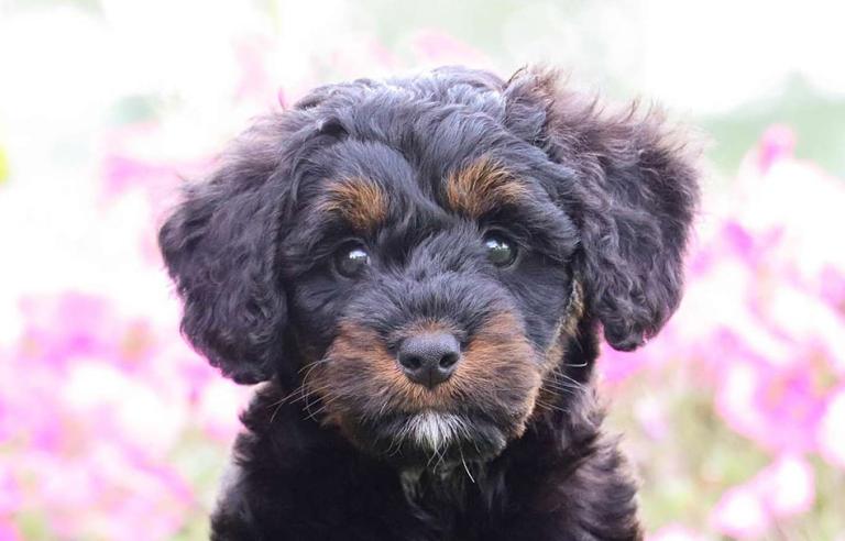 How to Choose the Best Doodle Breed For Your Family — Crockett Doodles