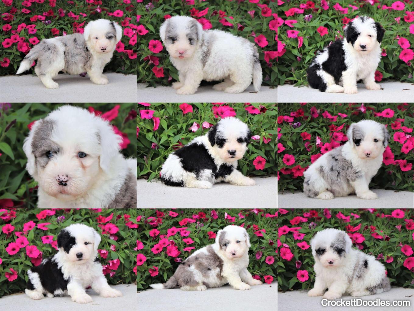 Sheepadoodle Puppies and Mini Sheepadoodle Puppies - Friendly ...