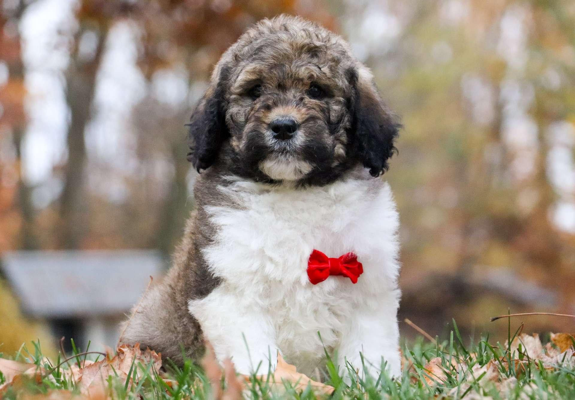 Best North Carolina Newfiedoodles Available — Crockett Doodles