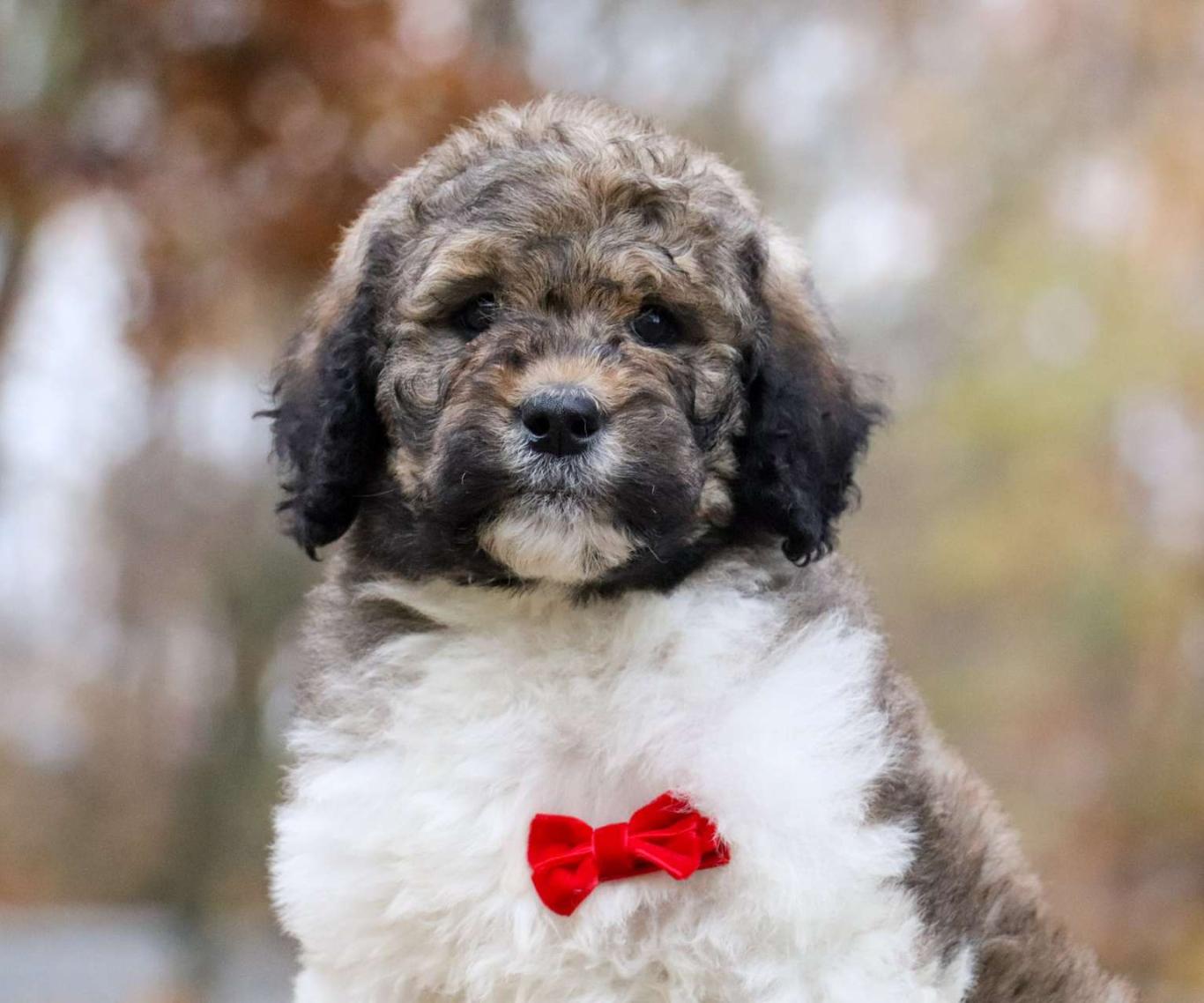 Best Utah Newfiedoodles Available — Crockett Doodles