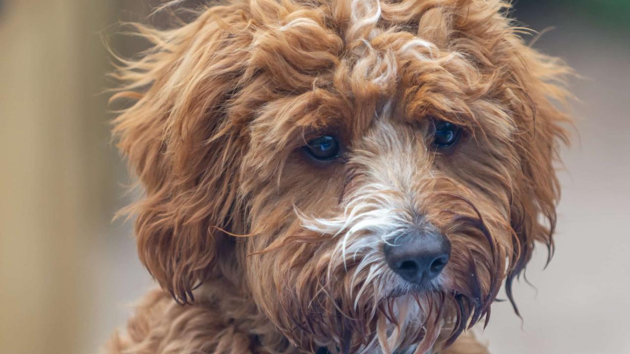 What to Expect from a Cavapoo? — Crockett Doodles