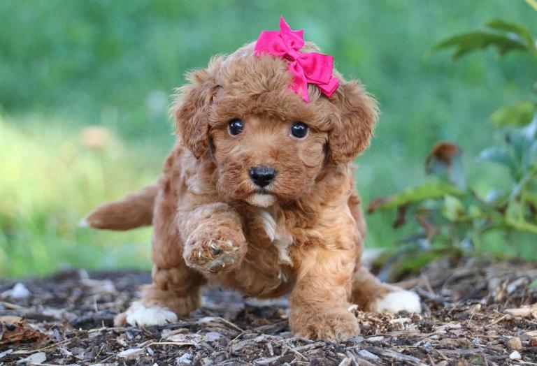 Best Minnesota Cavapoos Available — Crockett Doodles