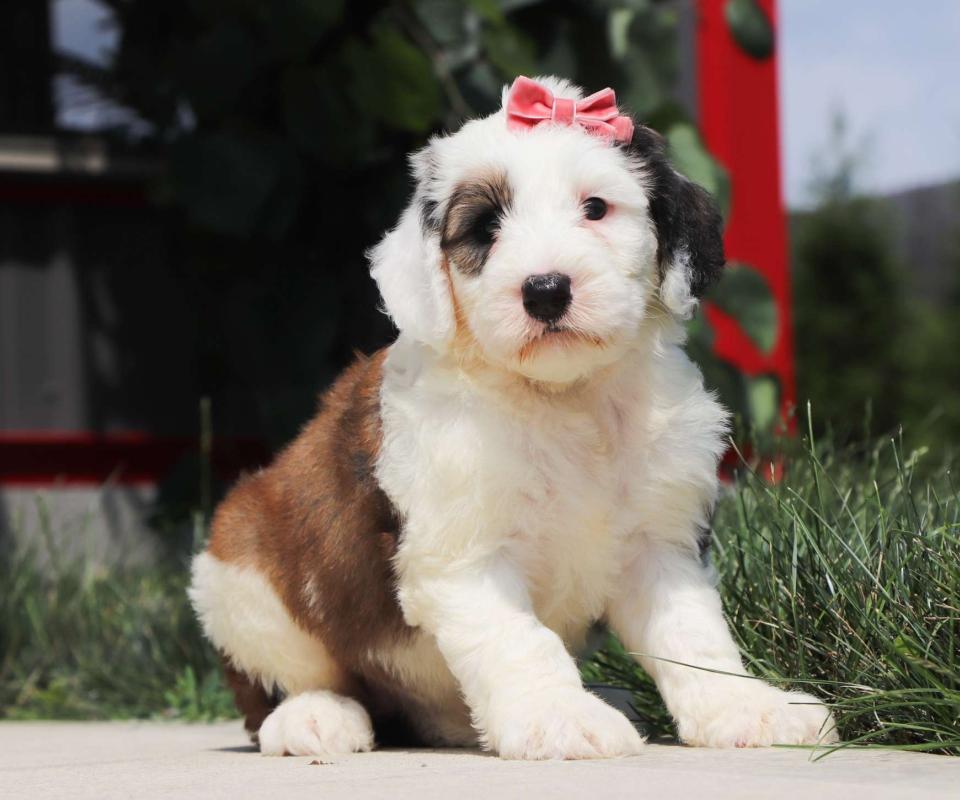 Best Buffalo Sheepadoodles Available — Crockett Doodles