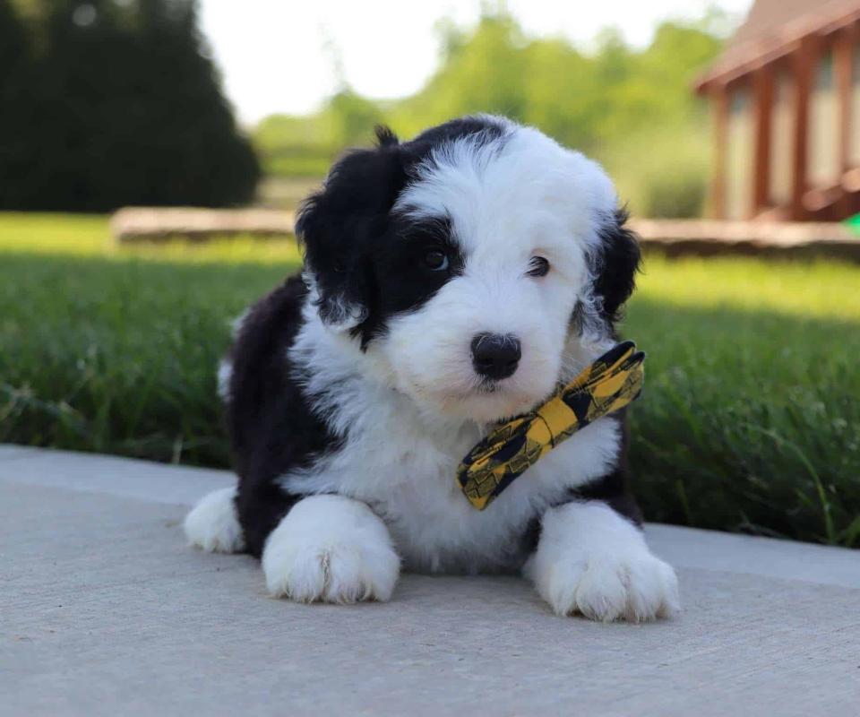 Best Plano Sheepadoodles Available — Crockett Doodles