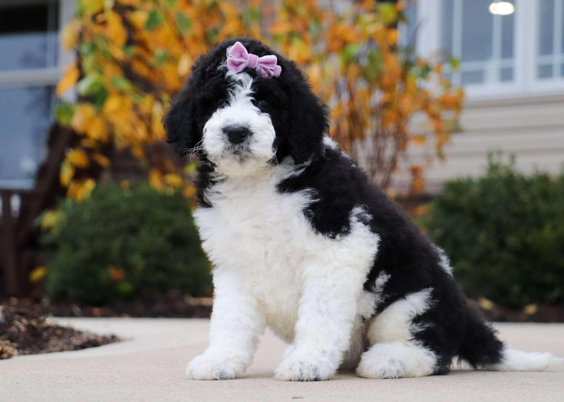 Best Detroit Newfiedoodles Available — Crockett Doodles