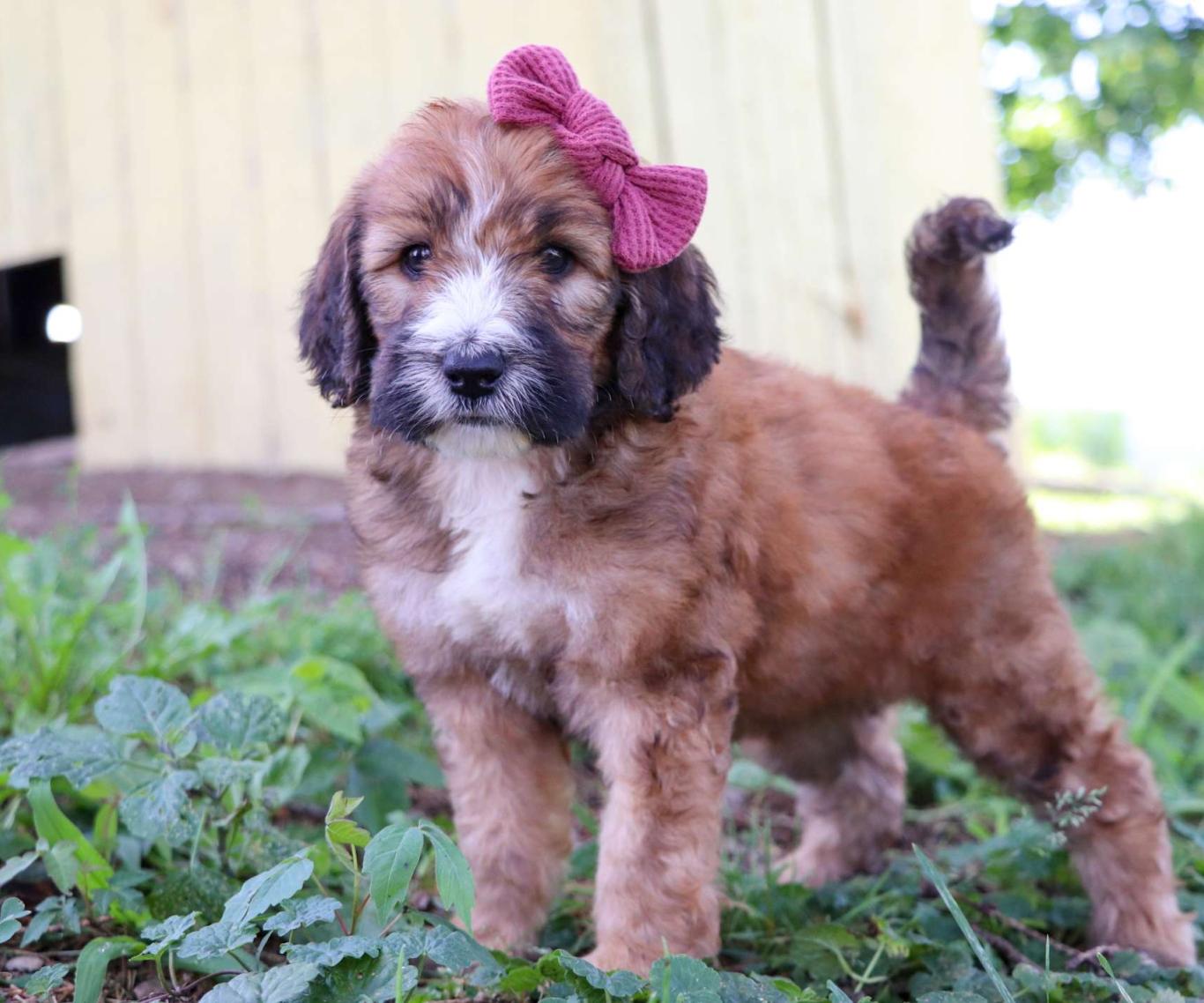 Best Texas Doodles Available — Crockett Doodles