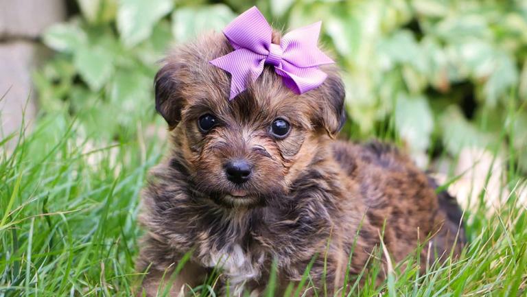 Yorkie Poo Puppies - Adorable Yorkipoo Mix for Sale | Crockett Doodles