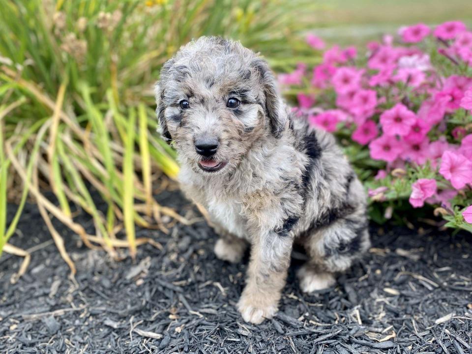 Best Michigan Swiss Doodles Available — Crockett Doodles