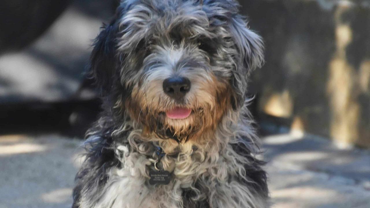 Are Bernedoodles Good Guard Dogs? — Crockett Doodles