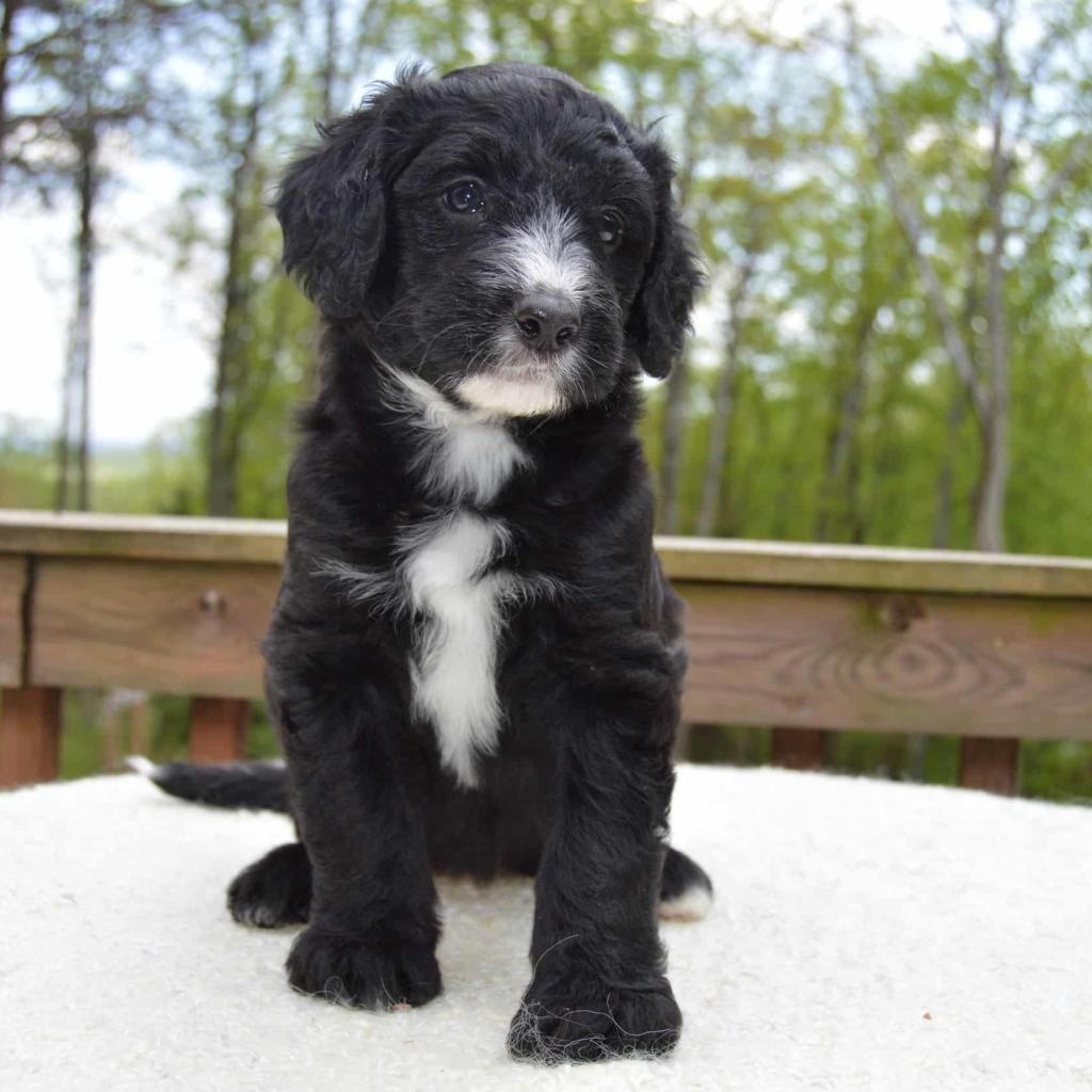 Sheepadoodle Puppies and Mini Sheepadoodle Puppies - Friendly ...