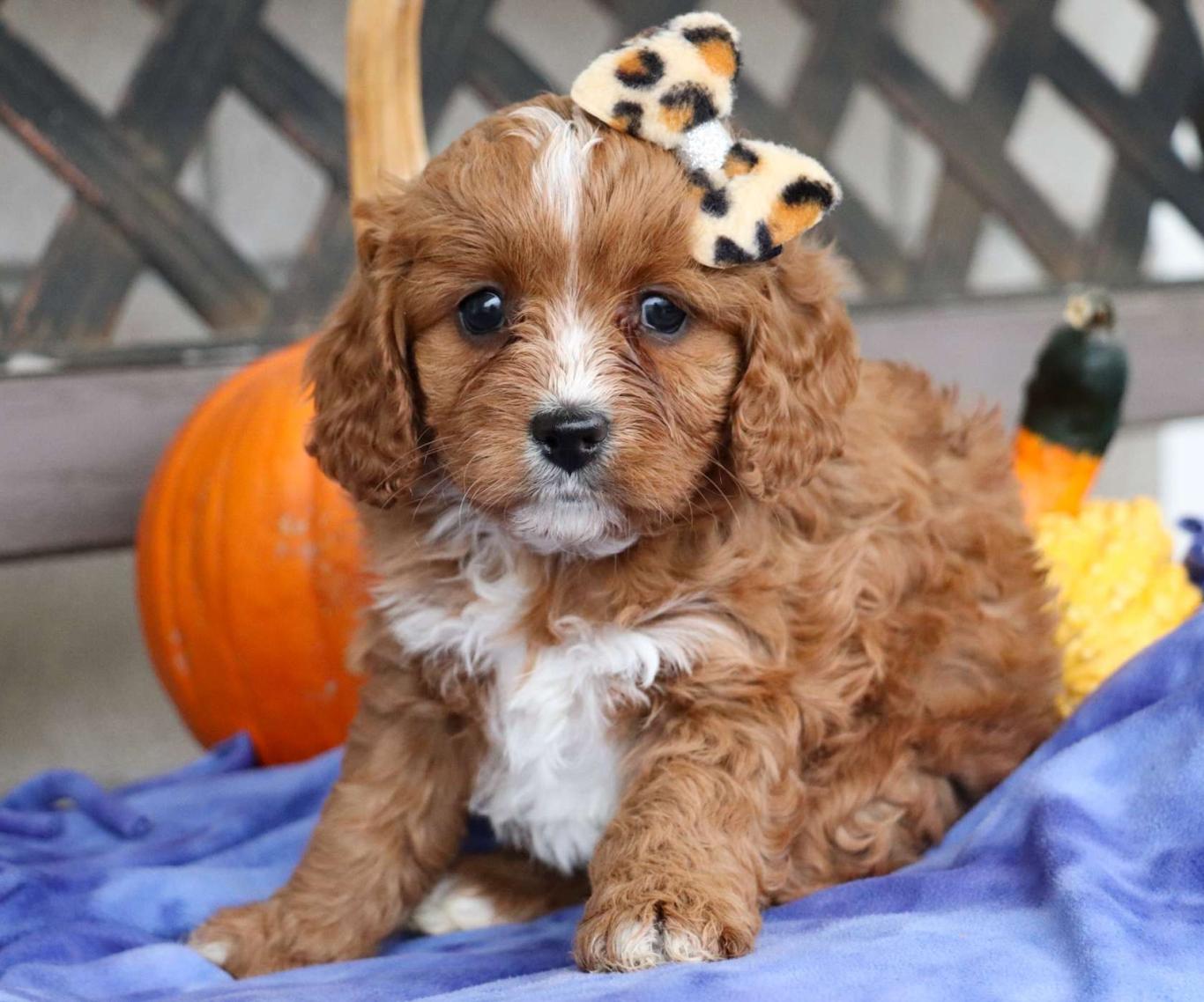 Best Louisiana Cavapoos Available — Crockett Doodles