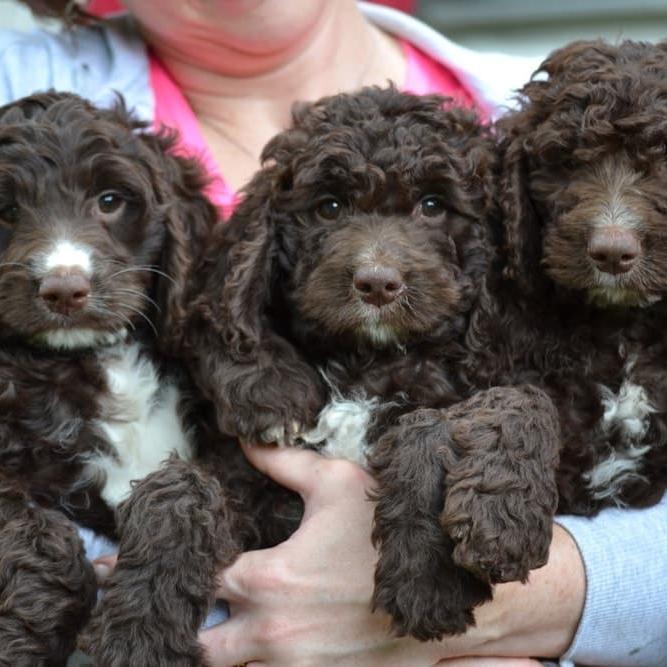 Springerdoodle Puppies and Mini Springerdoodle Puppies Puppies ...