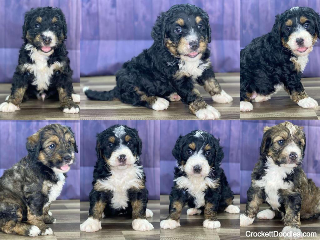 Available Bernedoodle Puppies | Family-Raised Bernedoodles