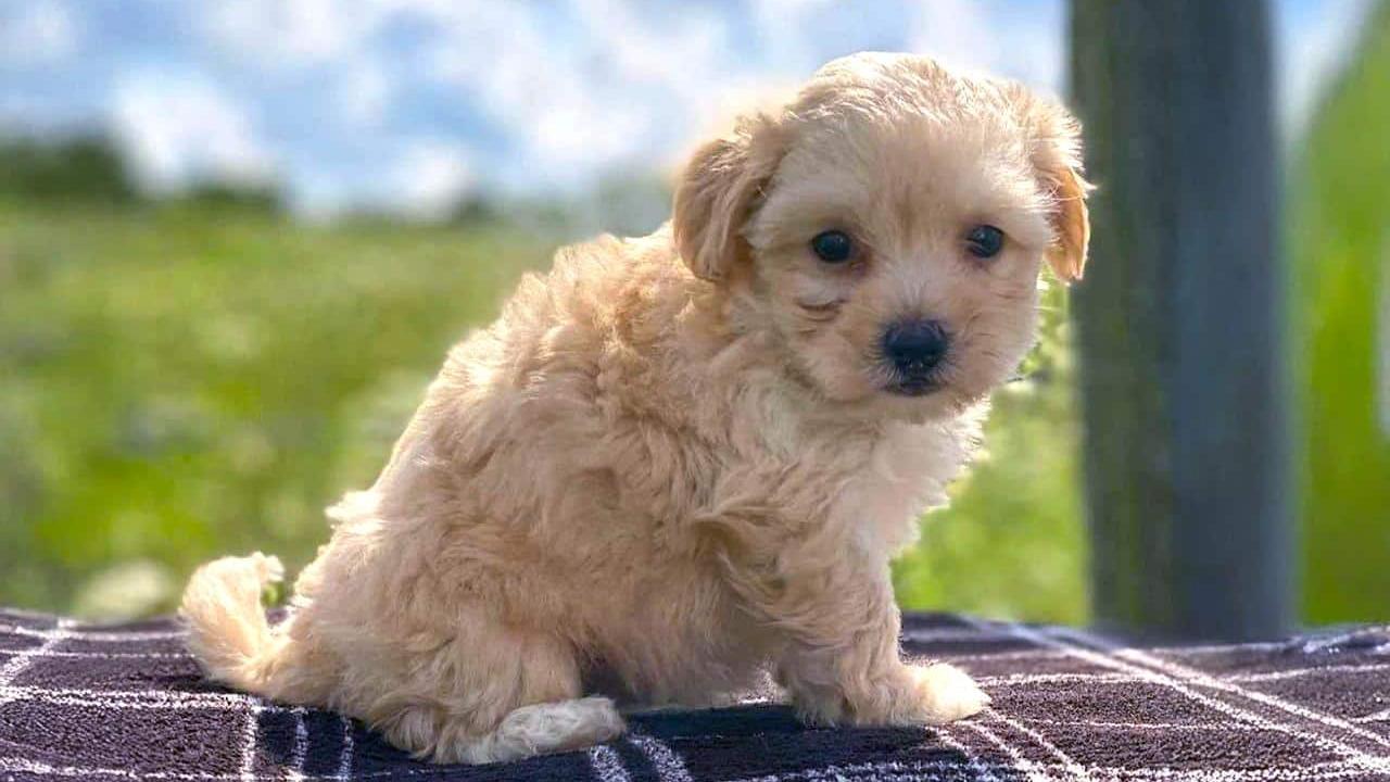 Maltipoo Pros and Cons - Don’t Choose Until You Read This