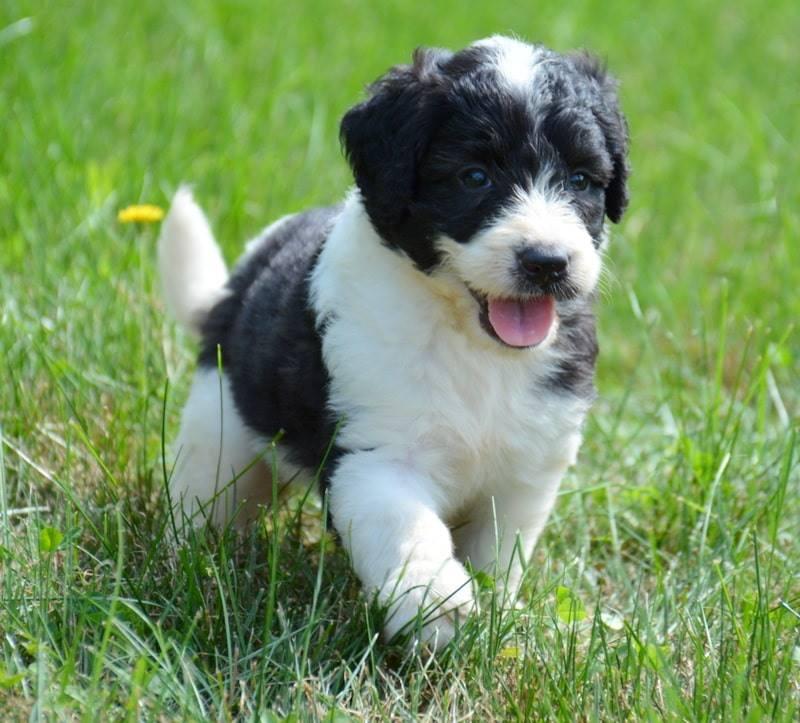 Saint Berdoodle Puppies - Poodle & Saint Bernard Mix for Sale