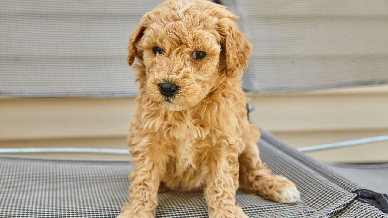 What Are the Different Types of Goldendoodles? — Crockett Doodles
