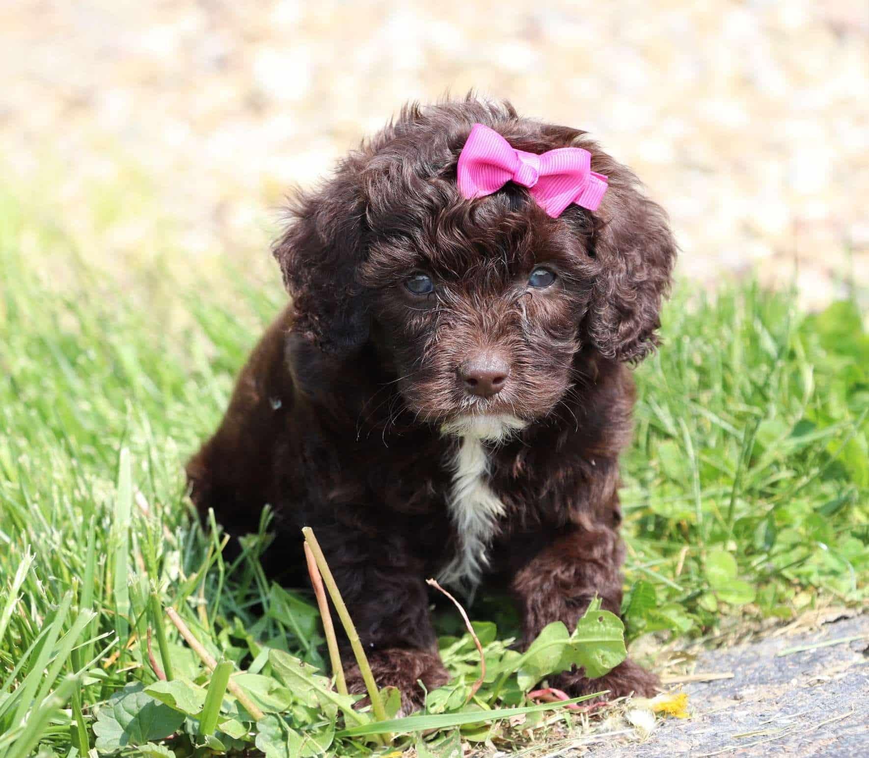 Best St. Louis Labradoodles Available — Crockett Doodles