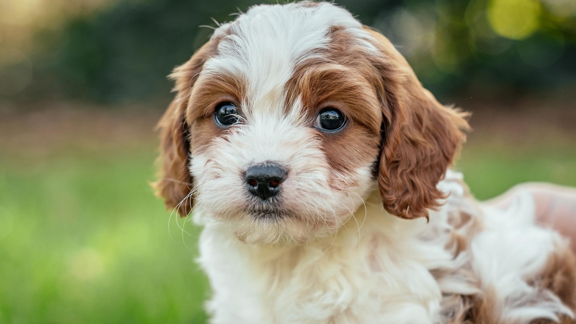 How Doodle Breeder Innovation Is Changing Pet Adoption