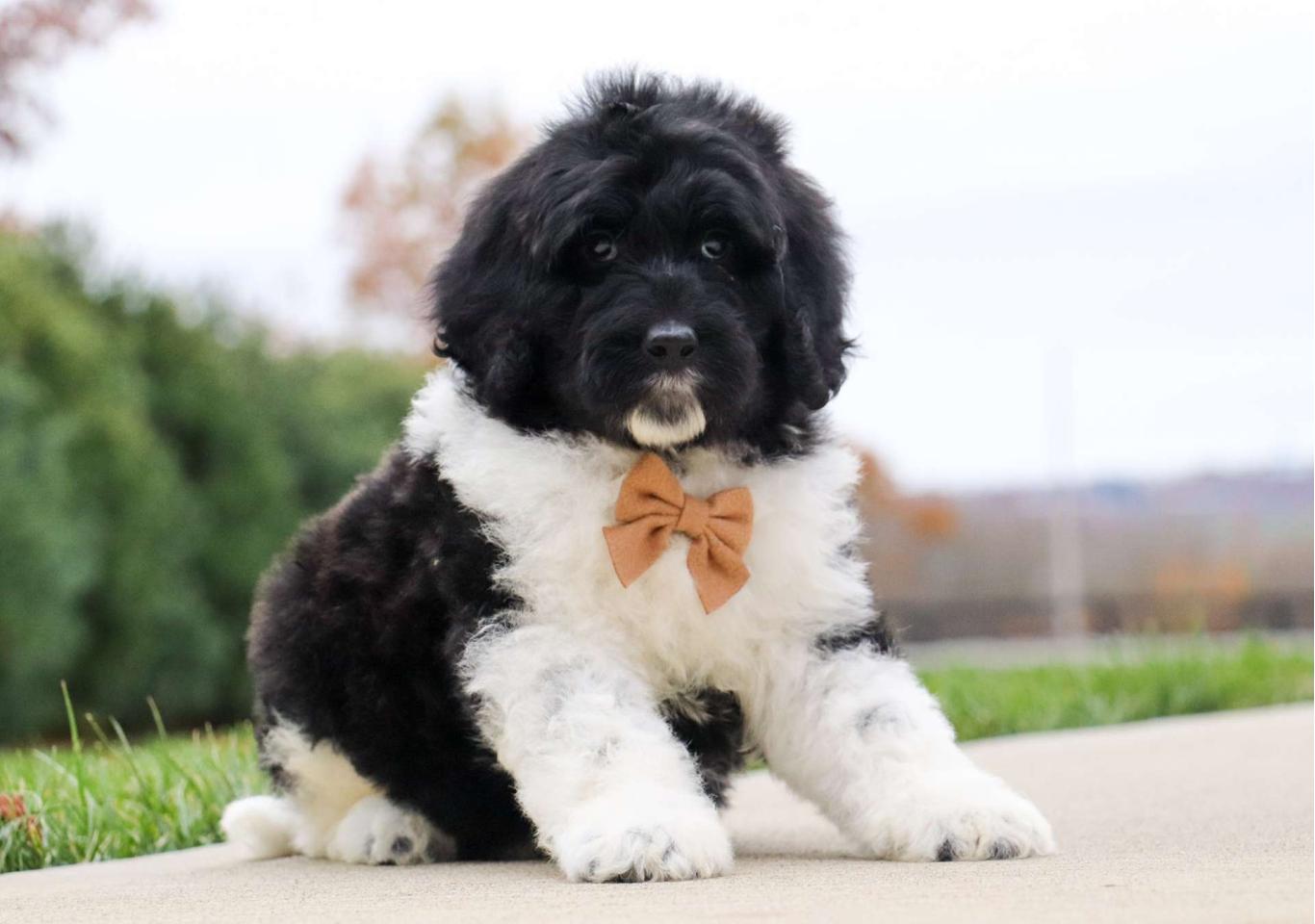 Best Indiana Newfiedoodles Available — Crockett Doodles