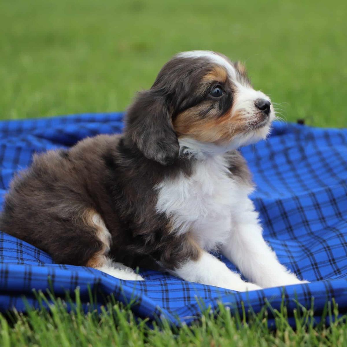 Aussiedoodle Puppies for Sale | Family-Raised & Healthy