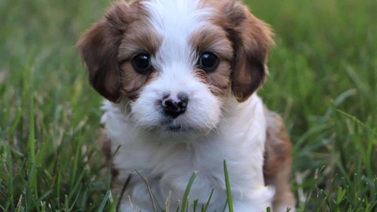 Helpful Doodle Grooming Tips — Crockett Doodles