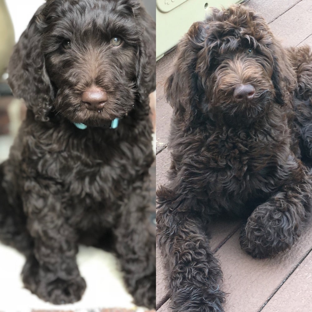 Adult Labradoodle