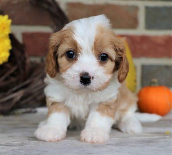 Adorable Cavapoo Puppies | Healthy & Happy Cavapoos